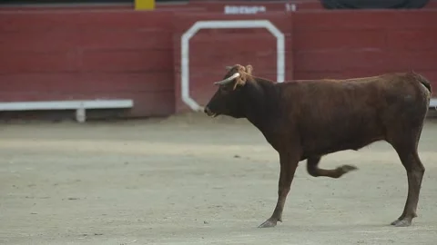 young, brown bull runs across bullfighti... | Stock Video | Pond5