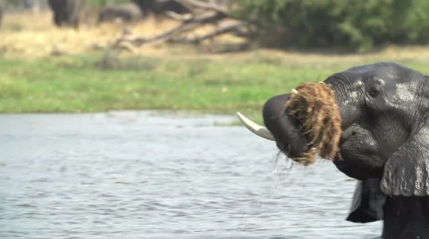 Some Bull**** Stock Videos – Royalty-Free HD & 4K Videos