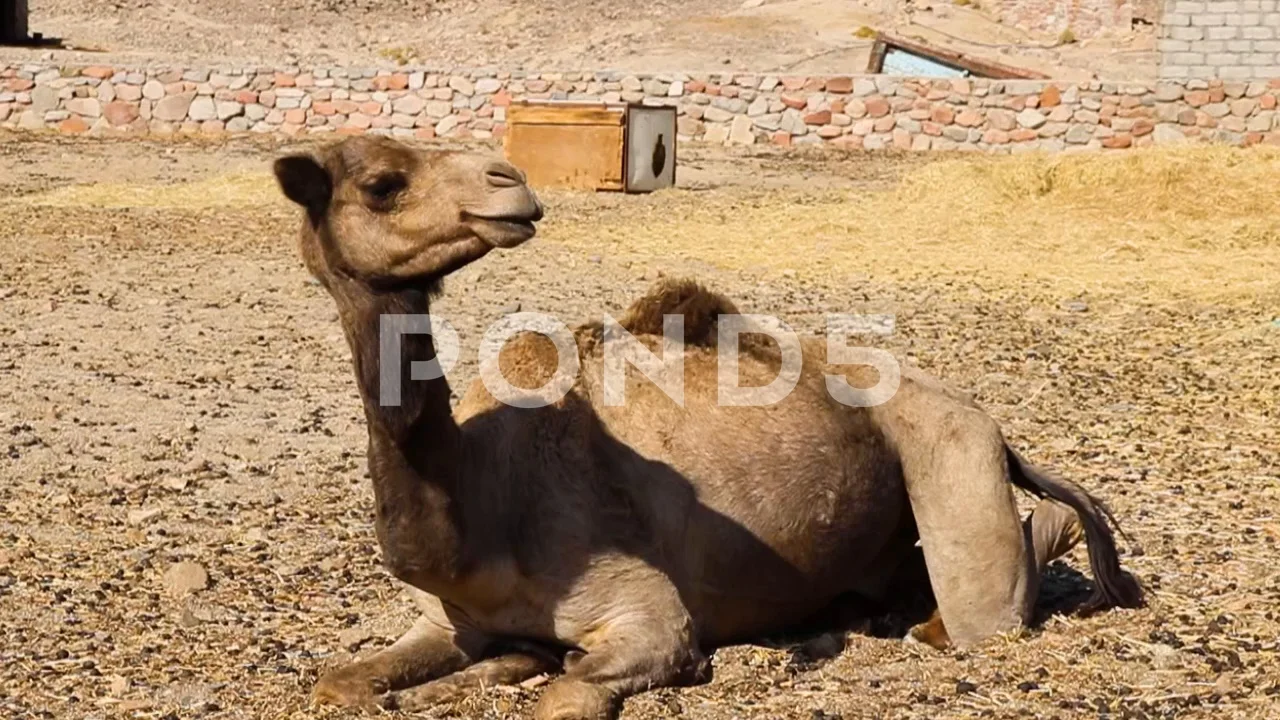Camel Lying Down