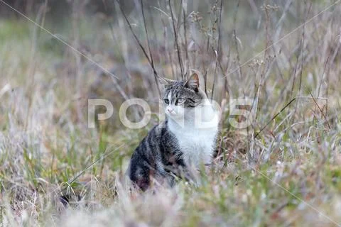 Photograph: Young cat with tiger pattern fur on a green grass #236400622
