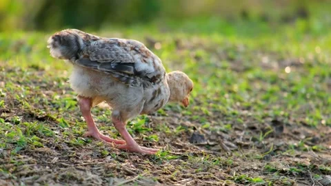 A young chicken rooster hen Scratching G... | Stock Video | Pond5