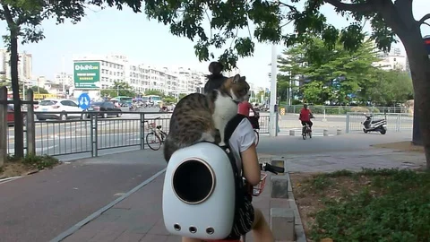 Chinese Big Cats Stock Videos – Royalty-Free HD & 4K Videos | Pond5