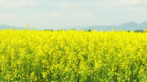 A young couple hug and spin around in a ... | Stock Video | Pond5
