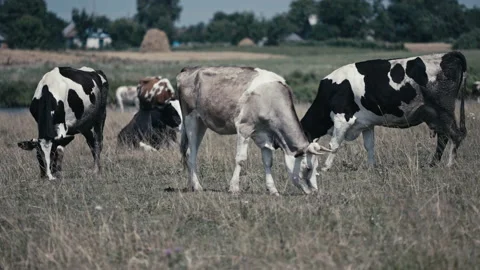 Young Cow Meat Stock Videos – Royalty-Free HD & 4K Videos | Pond5