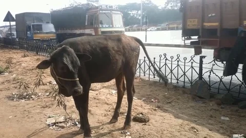 Cows Shitting Stock Video Footage | Royalty Free Cows Shitting Videos ...