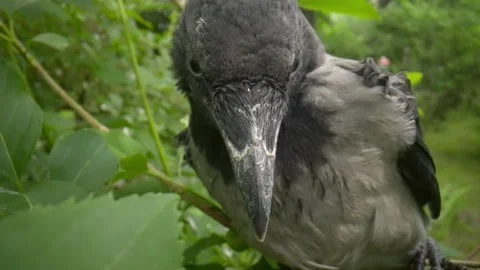 Crow Screaming Stock Videos – Royalty-Free HD & 4K Videos | Pond5