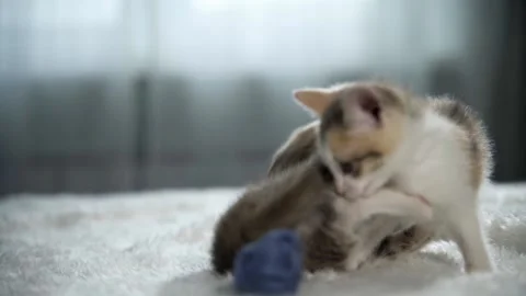 Cute Kitty Girls Stock Videos – Royalty-Free HD & 4K Videos | Page 3