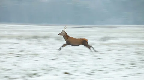 Deer Running Stock Videos – Royalty-Free HD & 4K Videos