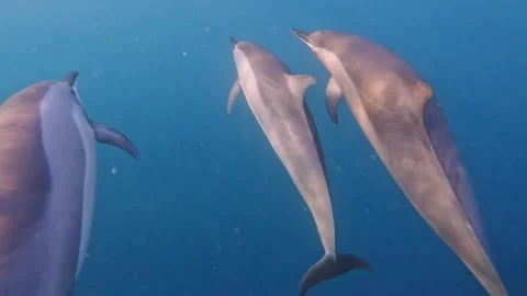 Young dolphin with pod breaking water su... | Stock Video | Pond5