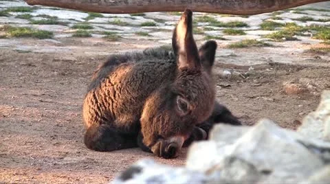 Young Donkey Stock Videos Royalty Free Hd 4k Videos Page 3