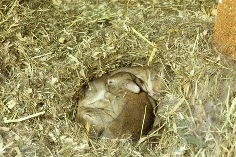 Young european rabbits, coney in nest. T... | Stock Video | Pond5