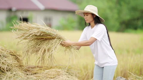 Young female asian farmer harvesting ric... | Stock Video | Pond5