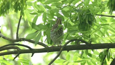 young fieldfare sitting on a branch and ... | Stock Video | Pond5