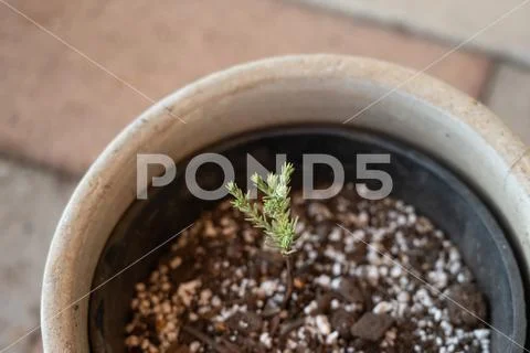 Photograph: Young giant sequoia tree seedling planted in a pot for ...