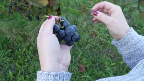 Vineyard Vines Girls Stock Videos – Royalty-Free HD & 4K Videos | Page 3