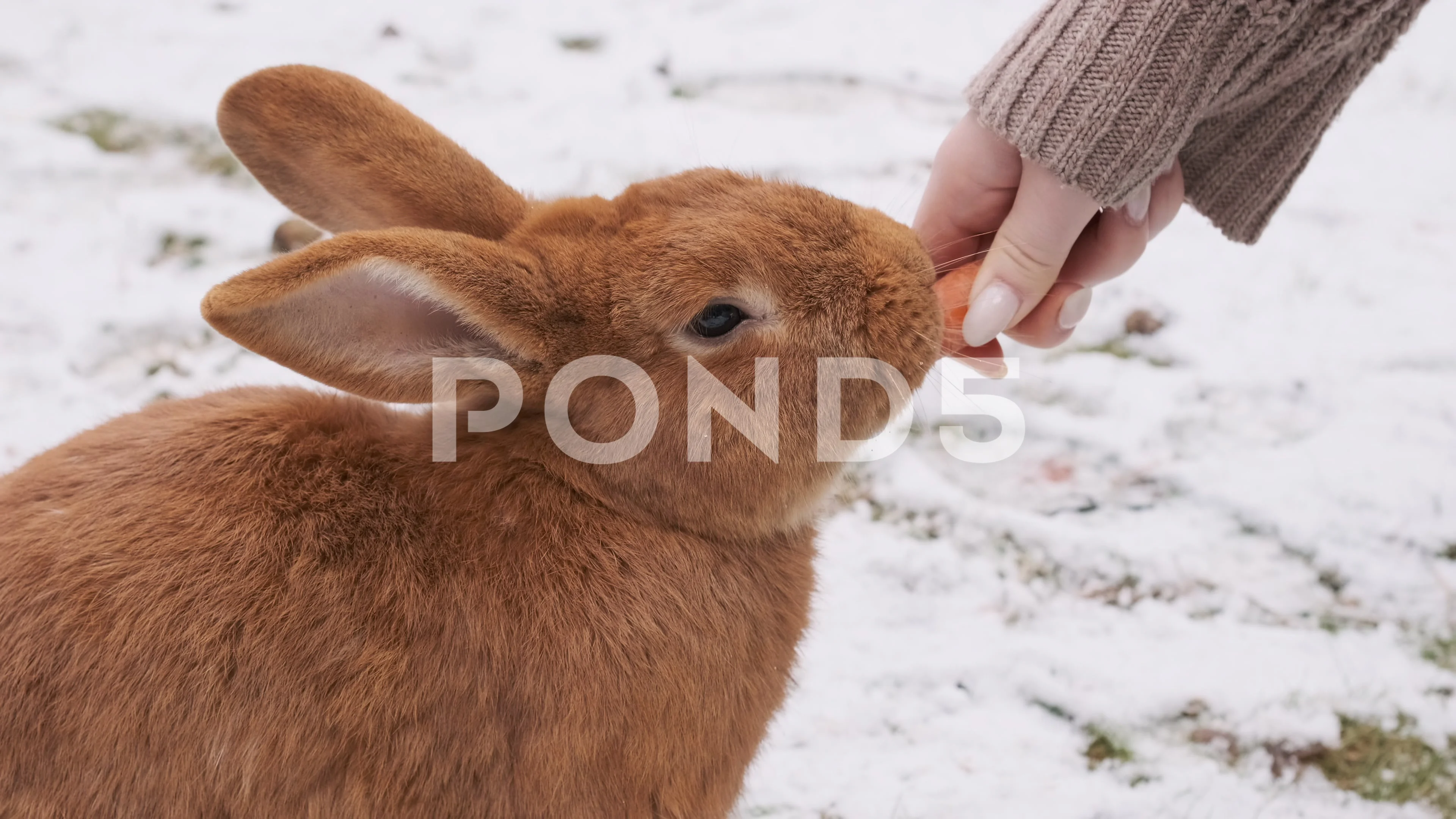 Brown Rabbit In Snow
