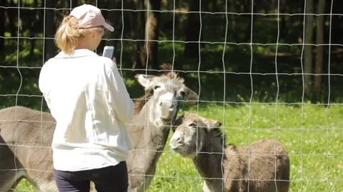 Picture Of Mamal Stock Videos – Royalty-Free HD & 4K Videos