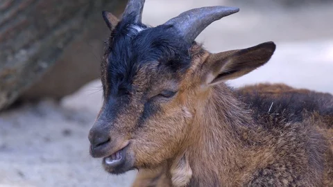 A young goat chewing while lying on the ... | Stock Video | Pond5