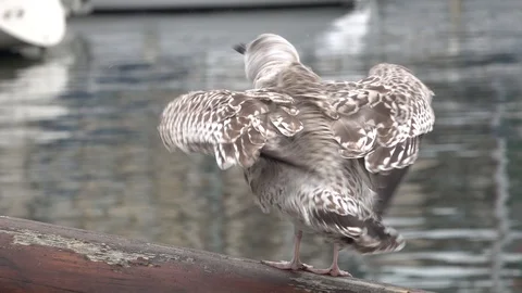 Y=Wings Stock Videos – Royalty-Free HD & 4K Videos