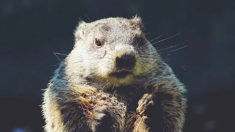 young groundhog dark background moving m... | Stock Video | Pond5
