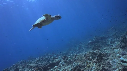 Free Sea Turtl Stock Videos – Royalty-Free HD & 4K Videos | Pond5