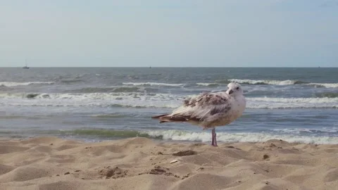 Young herring gull stands on the sandy b... | Stock Video | Pond5
