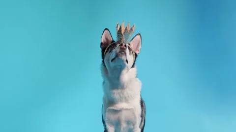 A young husky poses with a crown on his ... | Stock Video | Pond5