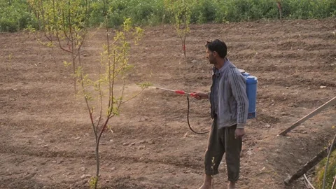 young Indian male farmer spraying pestic... | Stock Video | Pond5