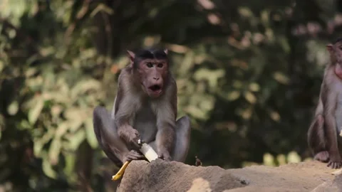 A young Indian monkey eating banana in f... | Stock Video | Pond5