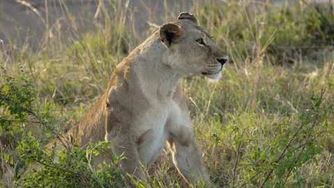 Young Lioness Stock Video Footage | Royalty Free Young Lioness Videos | Pond5