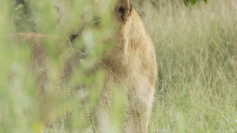 Lion Cub Standing Stock Videos – Royalty-Free HD & 4K Videos | Page 2