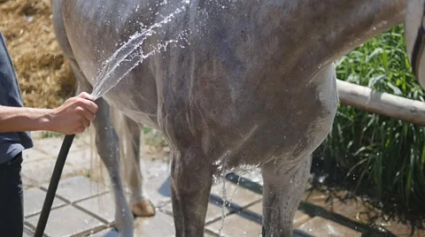 Man Cleaning Horse Stock Videos – Royalty-Free HD & 4K Videos | Pond5