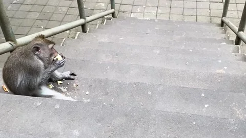 Step Mothers Eating Stock Videos – Royalty-Free HD & 4K Videos