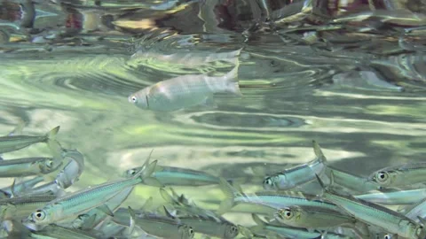 Young Mullet fish swims under surface of... | Stock Video | Pond5