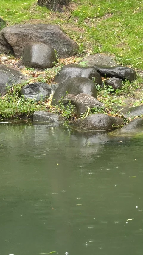 Find The Video Stock Videos – Royalty-Free HD & 4K Videos | Pond5