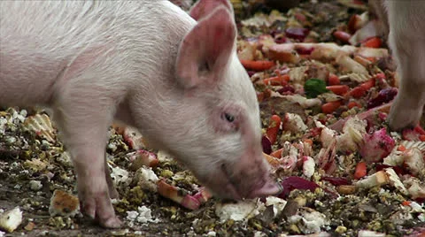 Pigs Eating Slop Stock Video Footage | Royalty Free Pigs Eating Slop ...