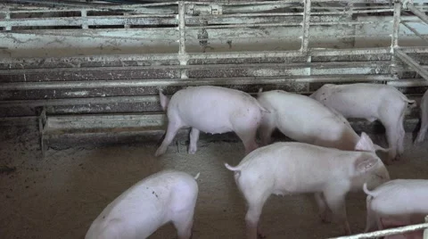 young piglets in a pen on the farm hog, ... | Stock Video | Pond5