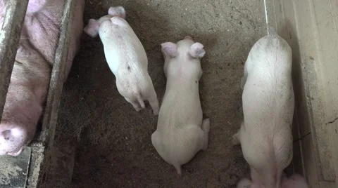 young piglets in a pen on the farm hog, ... | Stock Video | Pond5