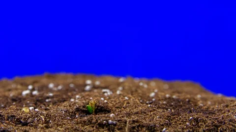 Chroma Key Plants Stock Footage ~ Royalty Free Stock Videos | Pond5