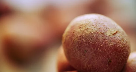 Young potatoes spinning around its axis.... | Stock Video | Pond5