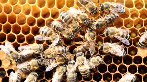 Young Queen bee begins to lay eggs in th... | Stock Video | Pond5