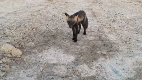 Swite Fox Stock Video Footage | Royalty Free Swite Fox Videos | Pond5