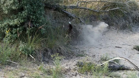 Sweety Fox Videos Stock Videos – Royalty-Free HD & 4K Videos | Pond5