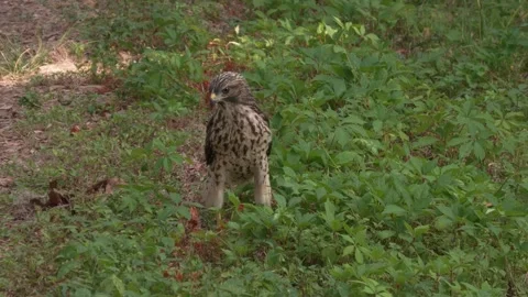 Young Hawk Stock Videos – Royalty-Free HD & 4K Videos | Page 3
