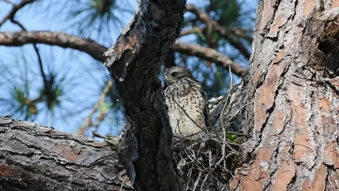 Young Hawk Stock Videos – Royalty-Free HD & 4K Videos | Page 2