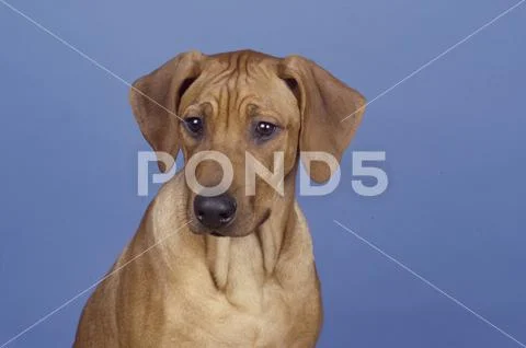 Young Rhodesian Ridgeback in front of blue background Stock Photo ...