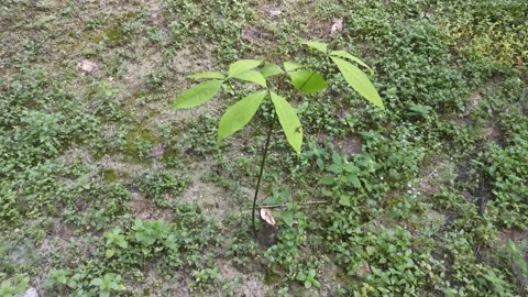 Sharinga Tree Stock Footage ~ Royalty Free Stock Videos | Pond5