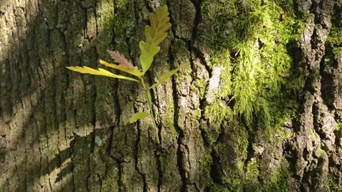 Young shoot on an old oak tree | Stock Video | Pond5