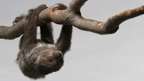 Young sloth climbs across branch isolate... | Stock Video | Pond5