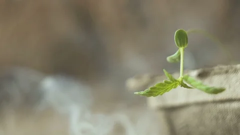 Cigarette On Plant Stock Videos – Royalty-Free HD & 4K Videos | Pond5